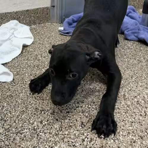 🐶 Playful, Gentle & Loyal Dogs Ready for Adoption in Hilton Head ...
