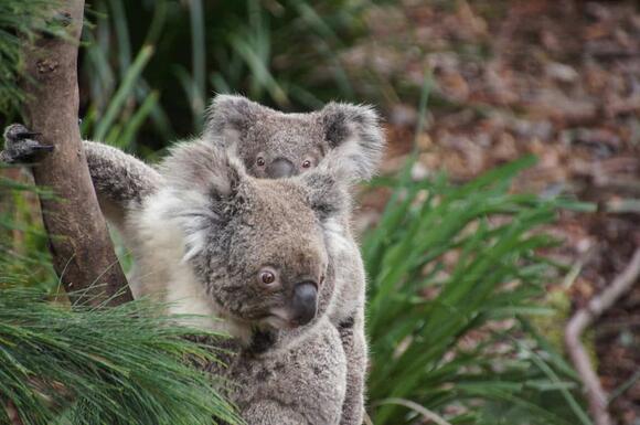 12 Surprising Facts About Wild Koalas You Didn’t Know - NewsBreak