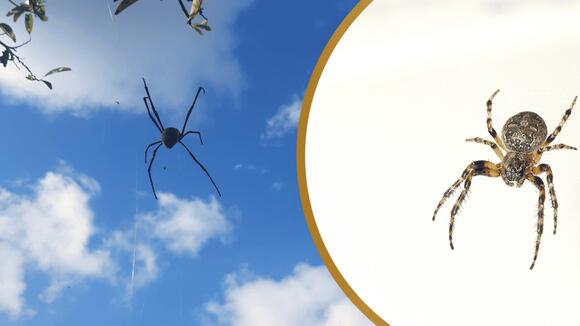 10 Land Animals That Can Fly - NewsBreak