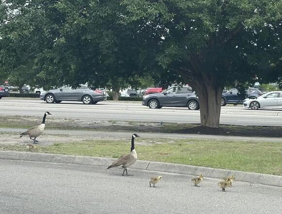 Annoyed by geese in Wilmington? Experts say what, and what not, to do ...