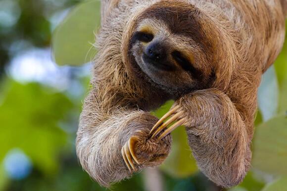 How Slow Are Sloths, Exactly? - NewsBreak