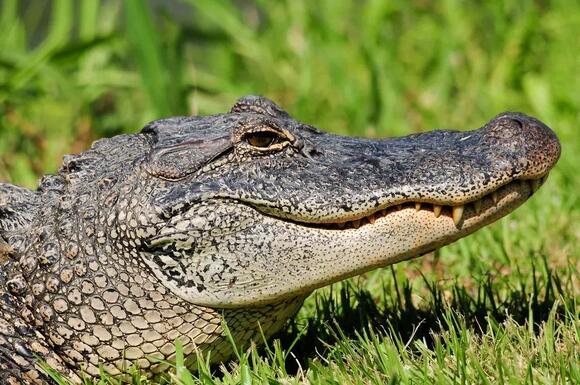 11 Powerful Predators Native to North America You Should Know About ...