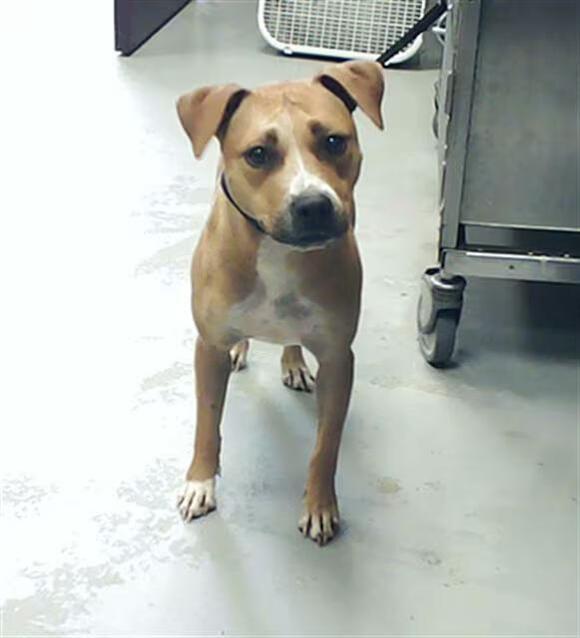 🐶 Playful & Loving Dogs Ready for Adoption in Fayetteville - NewsBreak
