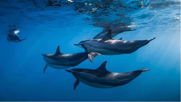 Why Dolphins Swim in Circles Before Attacking Prey - NewsBreak