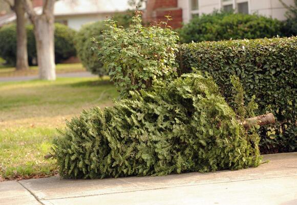 Taking down your Christmas tree in Merced? Here's how to get rid of it ...