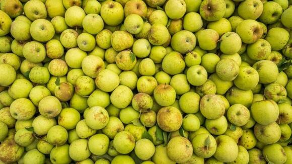 Scientists Unveil New Climate-Resilient Apple Variety to Save U.S ...