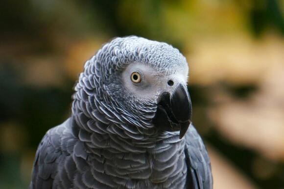 The Mystery of Alex the Parrot: How He Taught Us About Animal ...