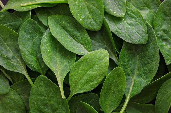 5 Sun-Loving Vegetables That Secretly Produce Way More Food in Partial ...