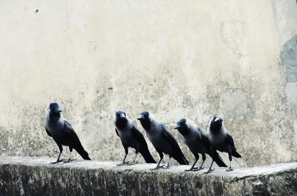 11 Animals That Use Tools Like Humans Do - NewsBreak