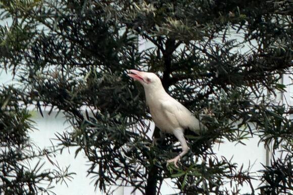 Office worker spots limping albino crow outside work, fears it may ...