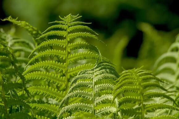 10 Remarkable Ways Plants Communicate with Each Other and Their ...