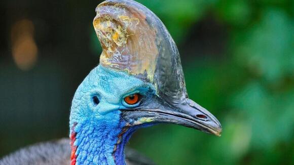 8 Birds With Calls So Strange You’ll Think They’re Not Real - NewsBreak