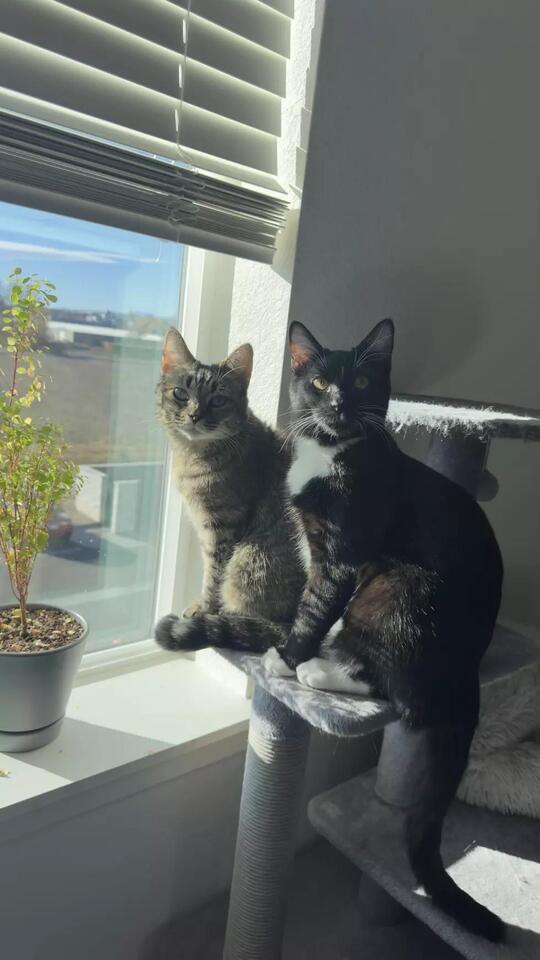 VOTE NOW: Your Cute Pet Pics Could Send You to See Ed Sheeran! - NewsBreak