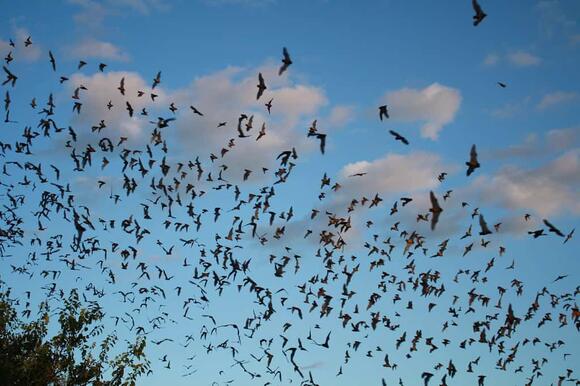 This Bat Colony Is the Largest Mammal Gathering in North America ...