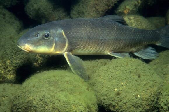 12 Types of Sucker Fish Ranked by Size - NewsBreak