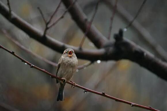 Why Do Birds Sing at Dawn? The Scientific Reason Explained - NewsBreak
