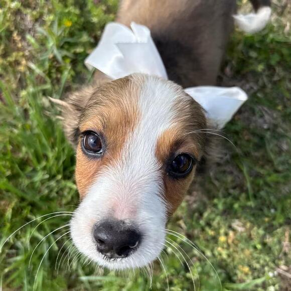 🐶 Playful, Gentle & Loyal Dogs Ready for Adoption in Huntsville - NewsBreak