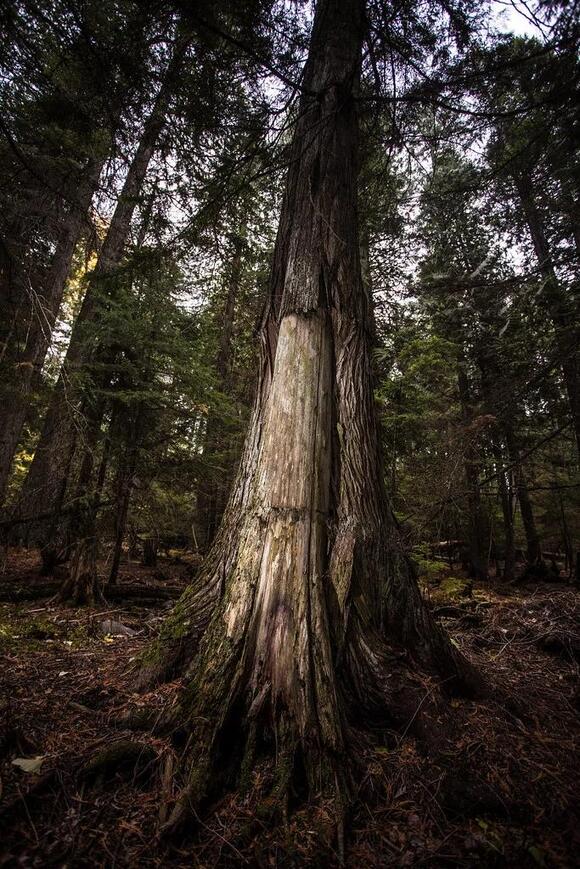 How Trees Adapt to Survive the World’s Toughest Environments - NewsBreak