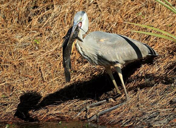 Meet Indiana’s Smallest And Fiercest Predator - NewsBreak