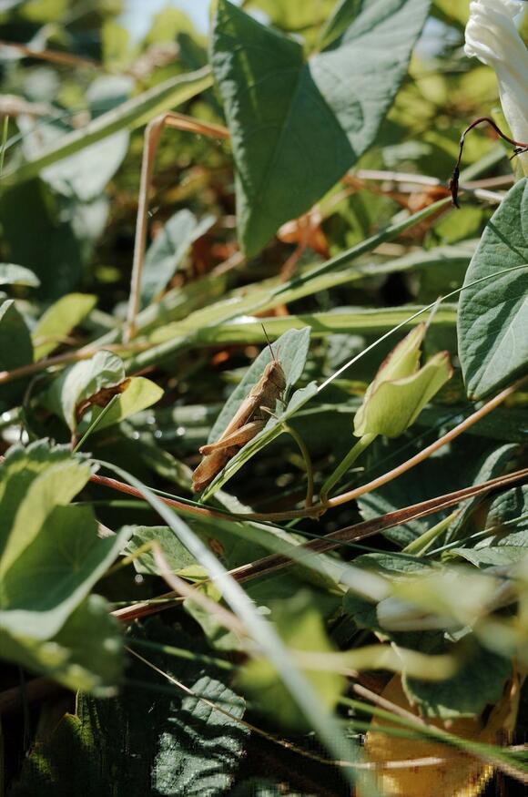 8 Genius Ways Plants Defend Themselves From Predators - NewsBreak
