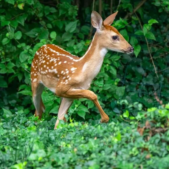 Baby Deer - NewsBreak