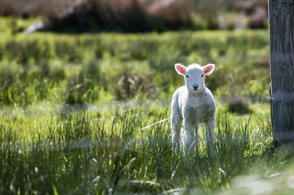 Sacred or Slaughtered: The Double Standard Around Sheep - NewsBreak