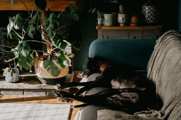 Some Dog Breeds Are Always Up for Adventure; These 6 Prefer a Cozy ...