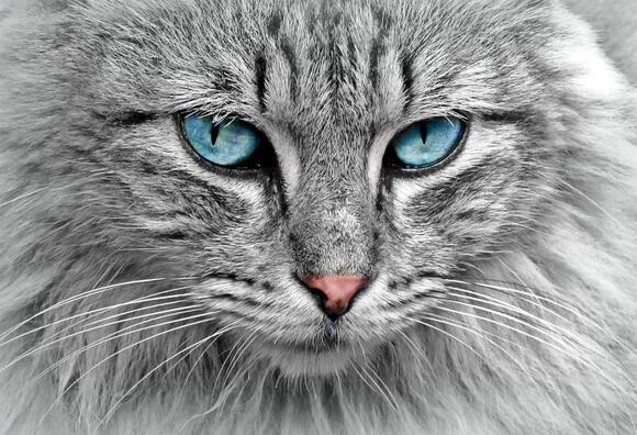 Top Cat Breeds for Every Zodiac Element – Fire to Water - NewsBreak
