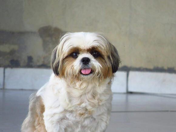 25 Most Adorable Dog Breeds That Will Melt Your Heart - NewsBreak