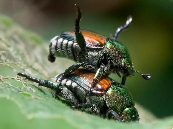 Report These 10 Invasive Insects Before They Damage Minnesota - NewsBreak