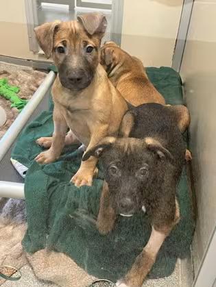 🐶 Playful Puppies & a Gentle Senior Dog Ready for Adoption in Bellevue ...