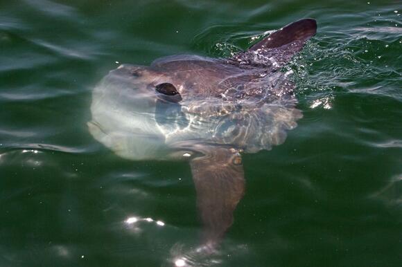 The Fish That Forgot Its Tail: Why Sunfish Look Like a Mistake - NewsBreak
