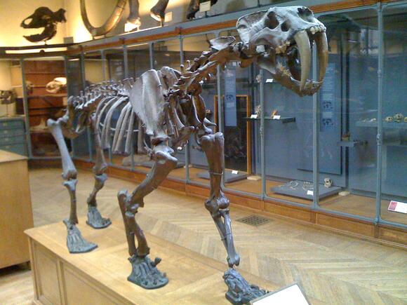 Top 10 Saber-Toothed Tiger Facts - NewsBreak