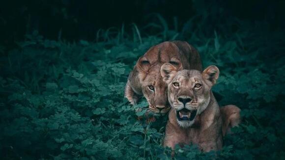 10 Astonishing Photographs of Nature’s Fiercest Predators - NewsBreak