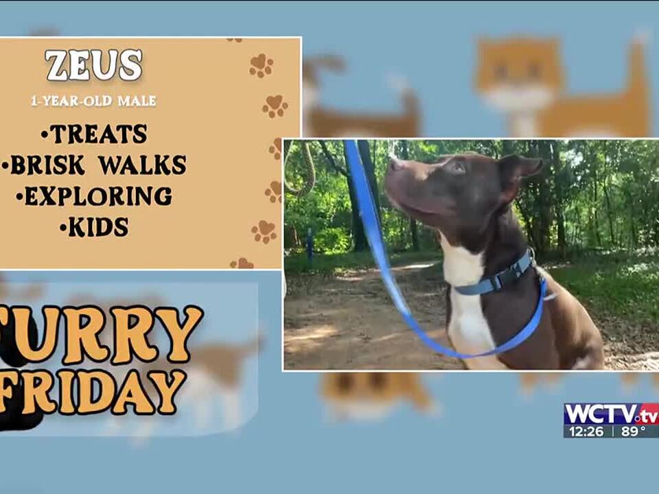 Furry Friday - Meet Zeus