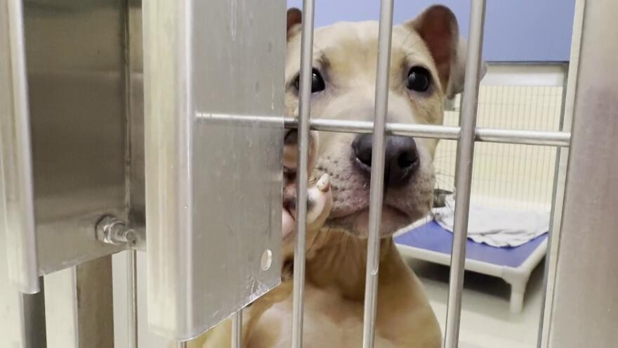 MADACC: Operating in emergency mode, still offering animal drop-off and ...