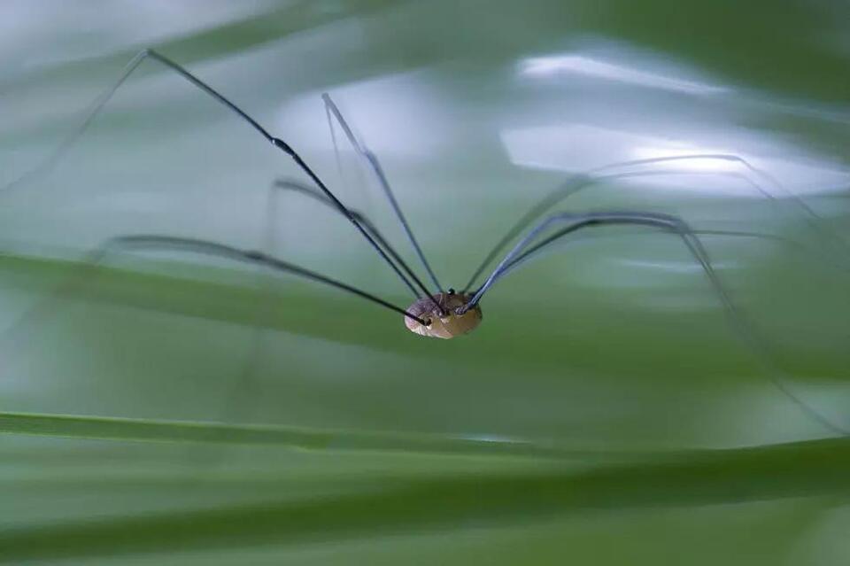 Are Daddy Long Legs Really the Deadliest Spider Out There? - NewsBreak