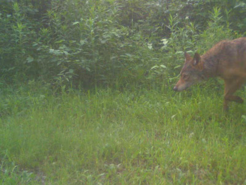 National Wolf Watcher Coalition and UP Whitetails share thoughts on DNR ...