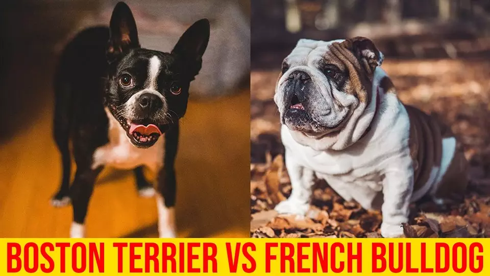 Are Boston Terriers And French Bulldogs The Same Sie