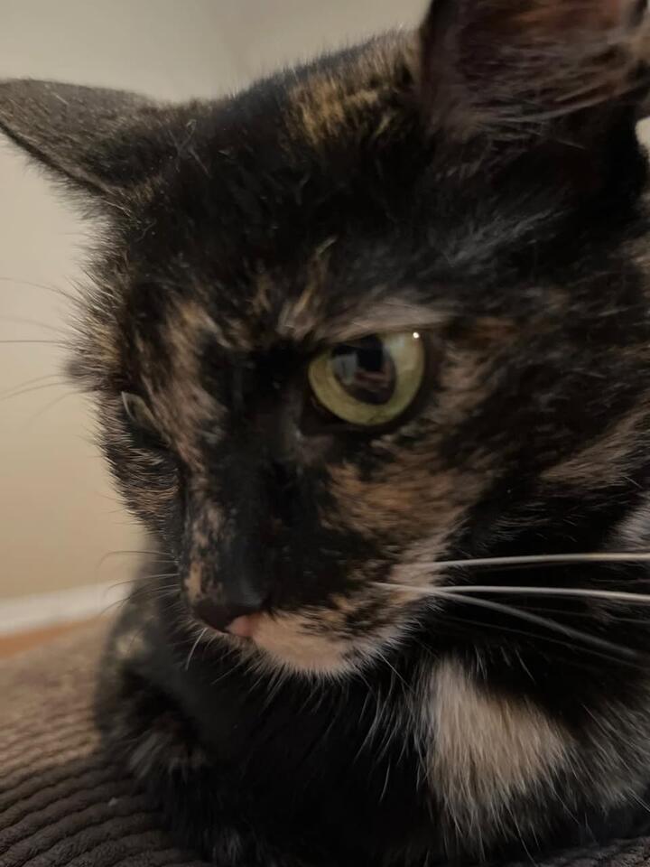 Home needed for rescued cat Kallie - NewsBreak