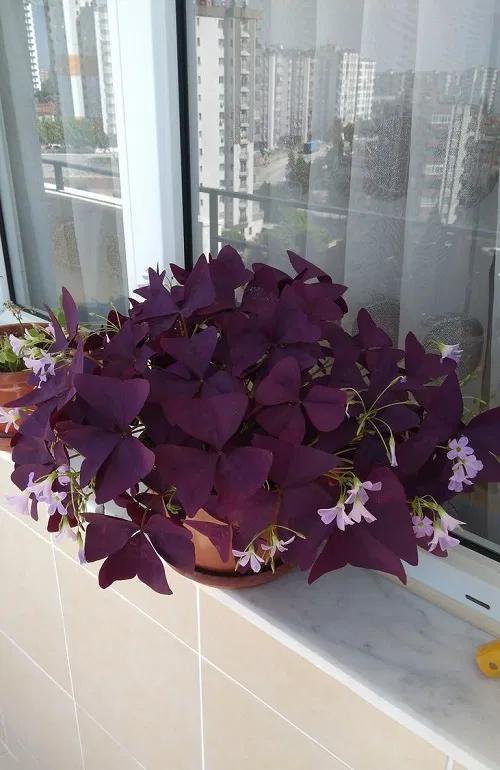6 Tricks to Force Your Oxalis to Bloom Crazily - NewsBreak
