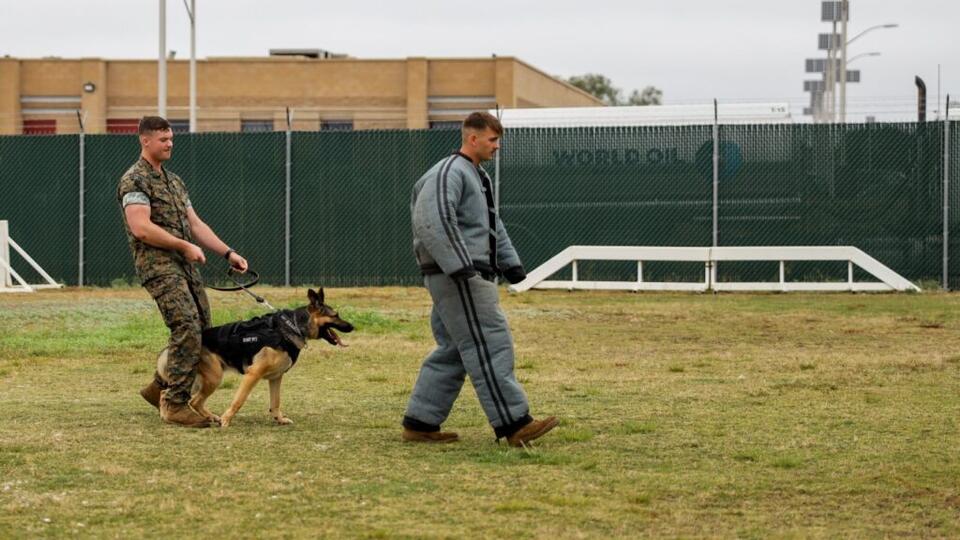 The Breeds Built for Battle: Why Shepherds and Malinois Dominate K9 ...