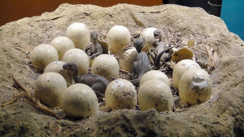 Dinosaur Nests Provide Invaluable Clues into Prehistoric Family Life ...