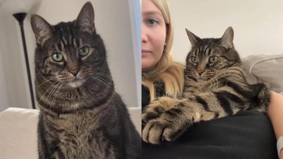 Cat’s Love for a Sling Carrier Stems from Pure Jealousy - NewsBreak