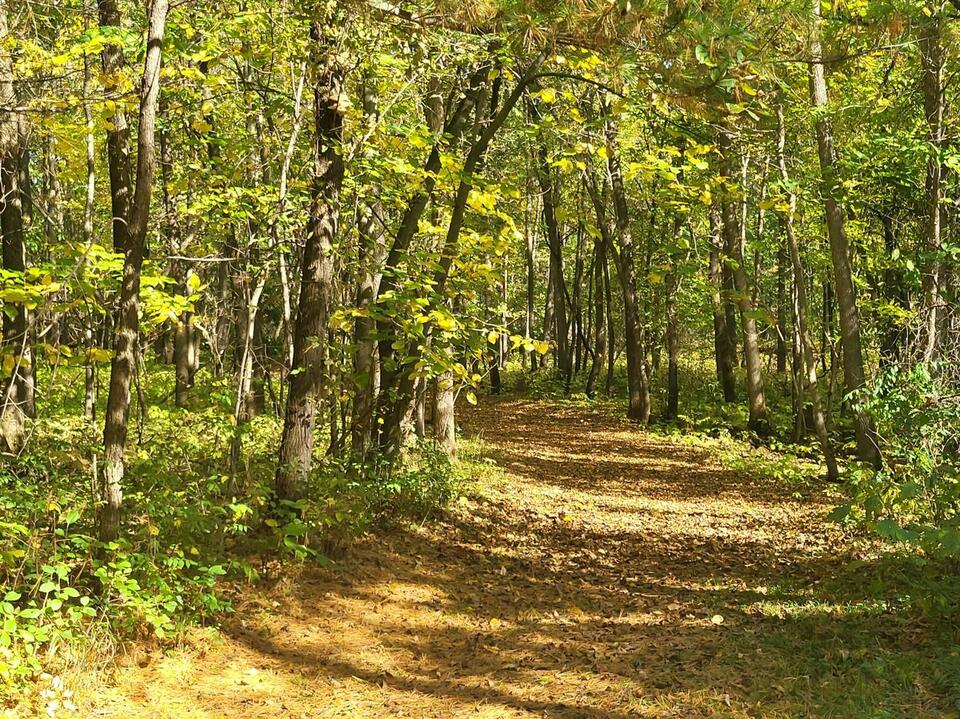 Support For Local Forests Arrives With New State Grant Programs - NewsBreak