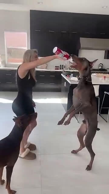 This turned our dogs into SKINWALKERS!! - NewsBreak