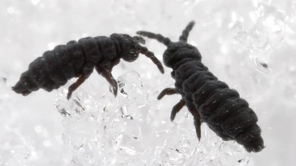 Are snow fleas real, and do they bite? Why they're not a danger - NewsBreak