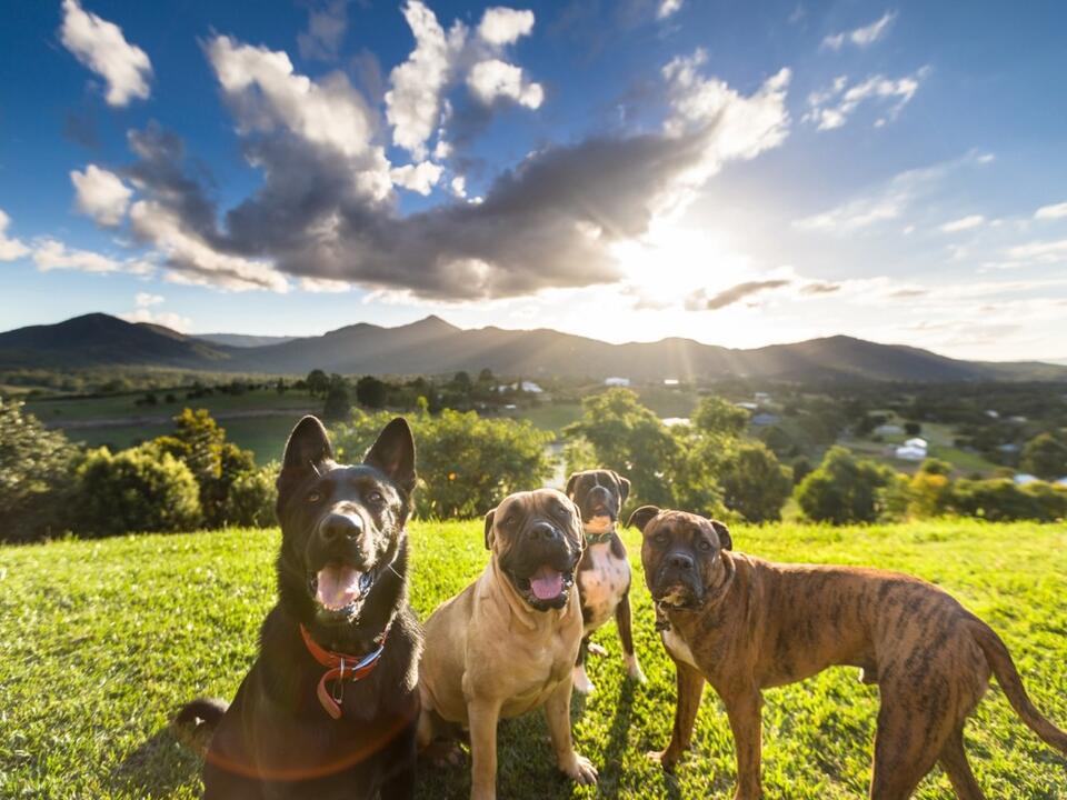 Rescue Dogs on Morning Walk at Animal Sanctuary Is a Glimpse of Heaven