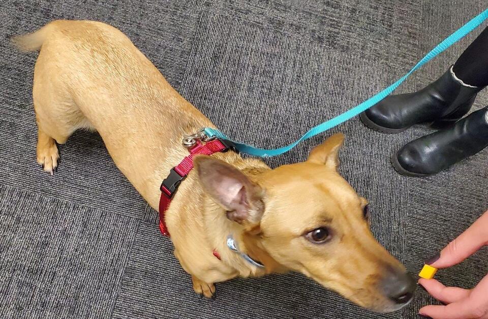 New Arrival Bam Bam Will Melt Your Heart at the Humane Society - NewsBreak