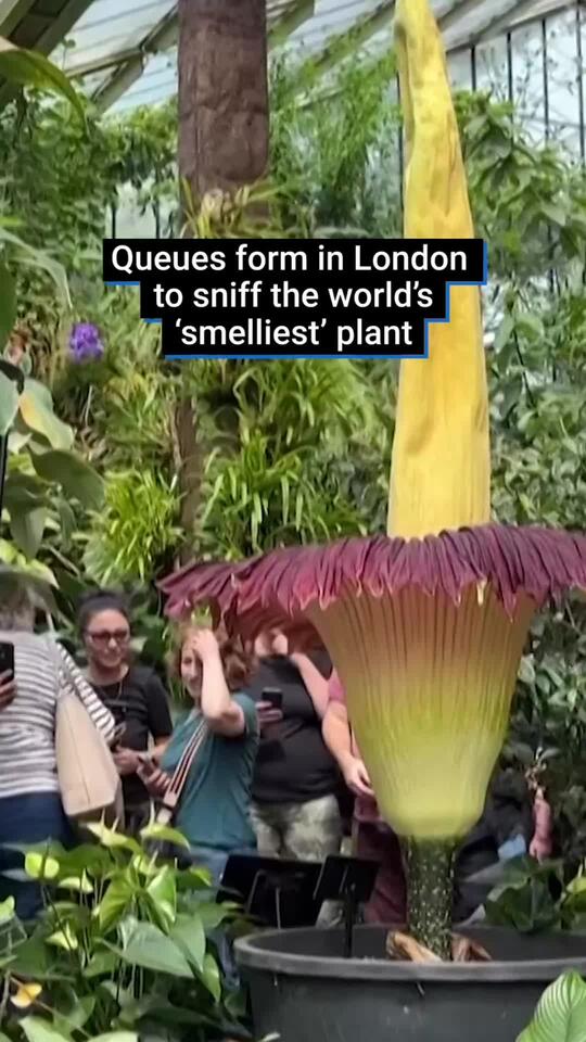 Thousands gathered in London for a chance to sniff the world’s ...